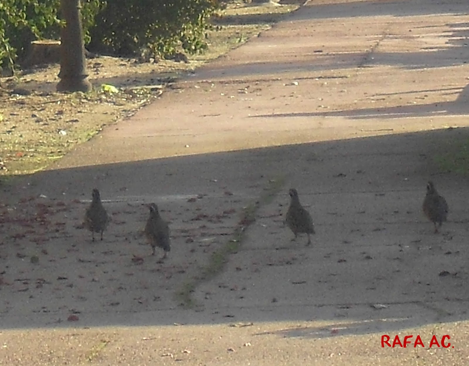 Descubriendo las aves de Madrid-Sur: RUTA POR EL DISTRITO DE CARABANCHEL