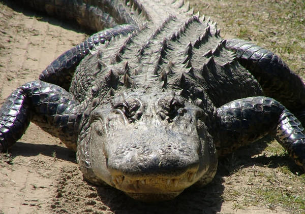 Wild Life Animal: American Alligator Large Endemic Animal
