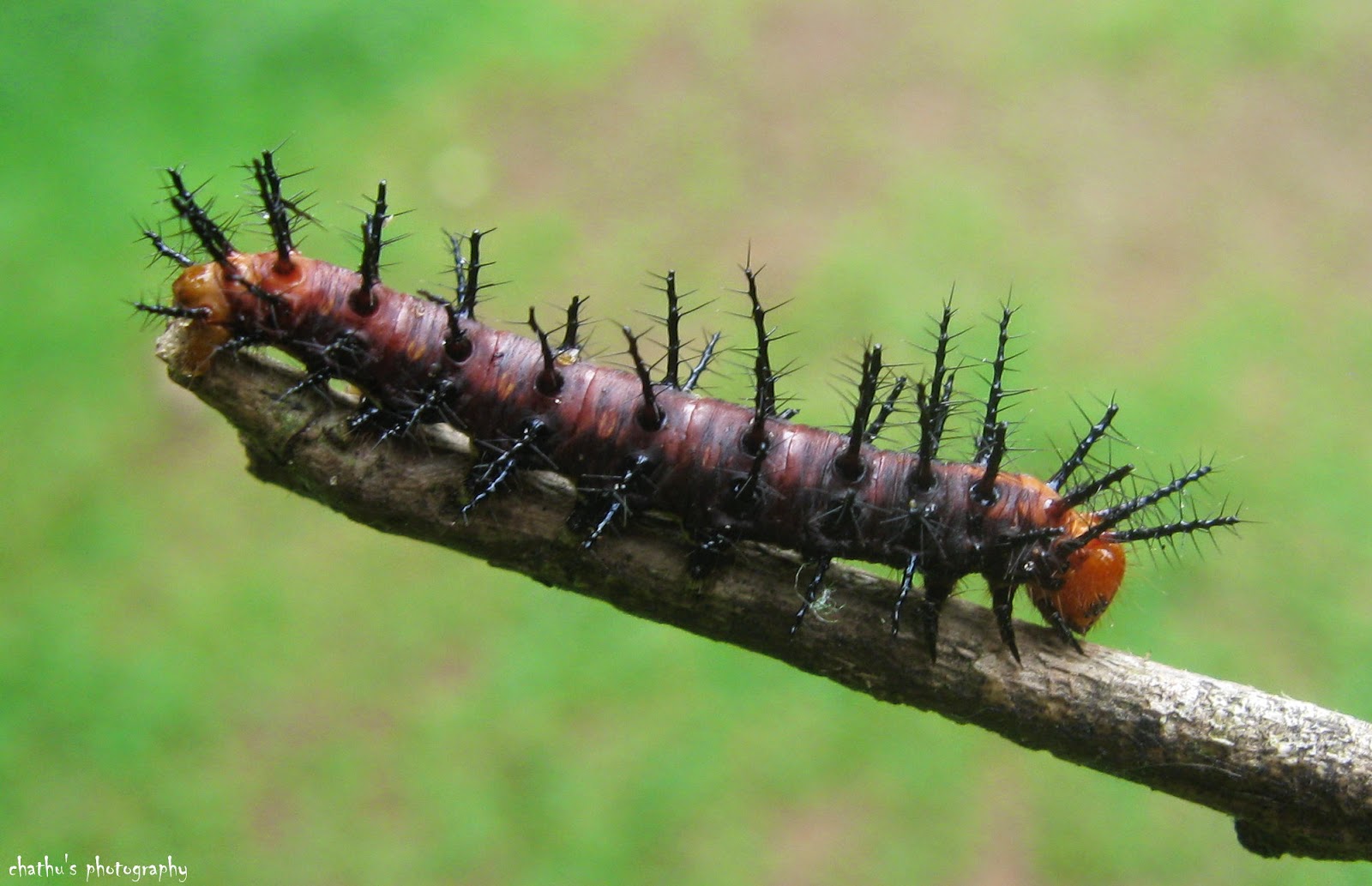 Nature Of Srilanka: Tawny Coster (Acraea violae) - වියෝලා