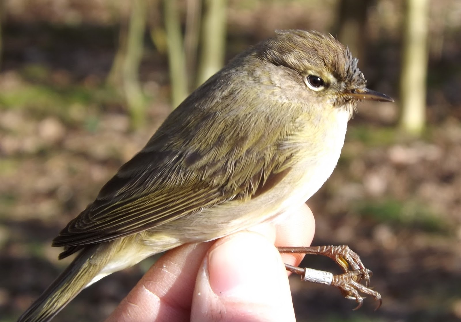 Wilde About Birds: Chiffchaffs Are Back