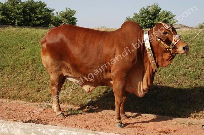Sohrab Goth Gai Mandi Photos Gallery: Shah Cattle Farm 2008
