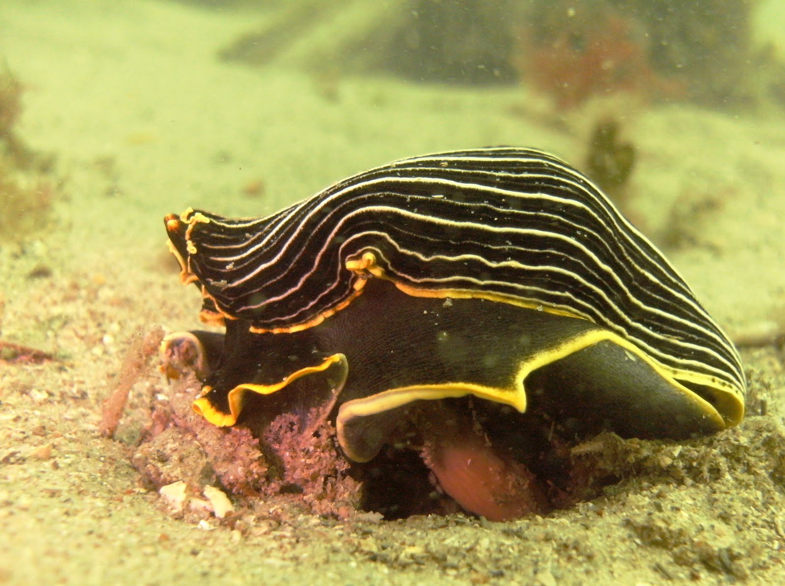 Kava in Australia: Sea Slugs of New South Wales