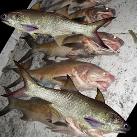 Ikan Kurau, Ikan Terenak Riau yang Masih Tersisa