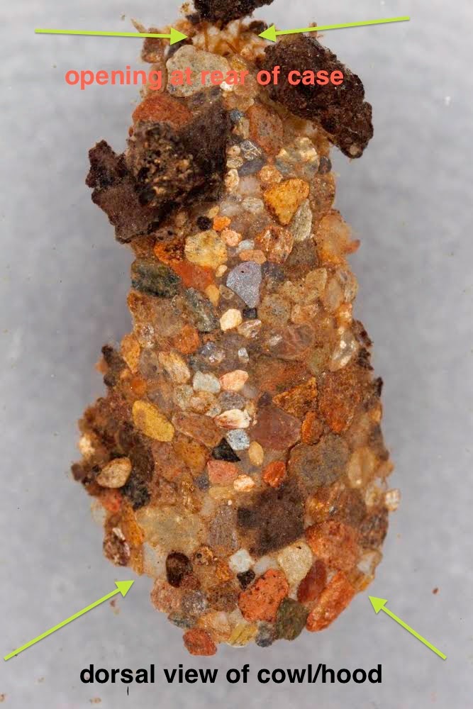 Aquatic Insects of Central Virginia: A significant find in Sugar Hollow ...