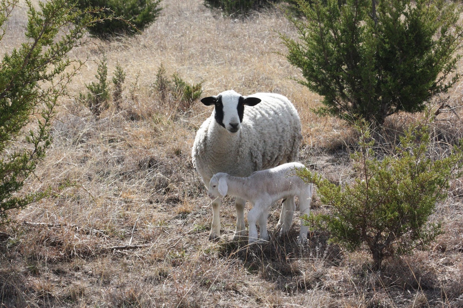 Central Texas All Natural Grass-Fed Lamb