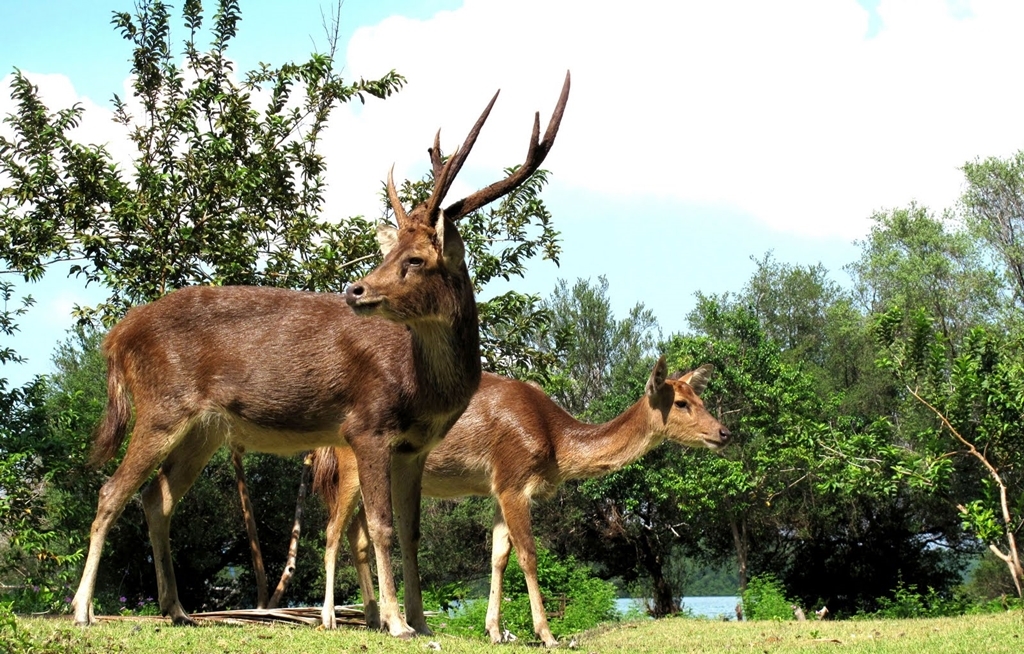 Flora dan Fauna Nusa Tenggara Barat - THE COLOUR OF INDONESIA