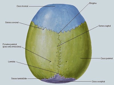 Sistema Músculo - Esquelético