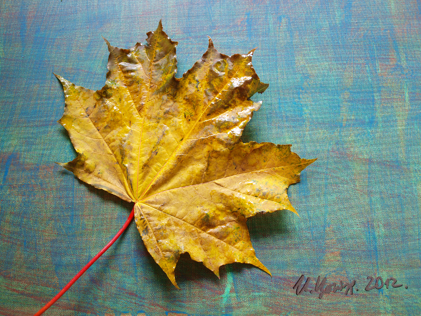 Kļavu lapas - PhotoBlogSite