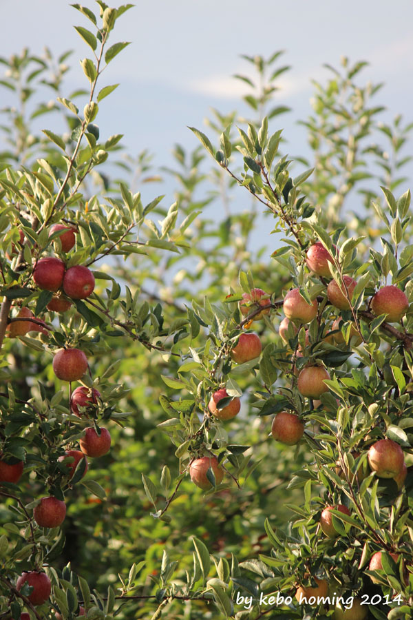 kebo homing - der Südtiroler Food- und Lifestyleblog : Der Blick... auf ...
