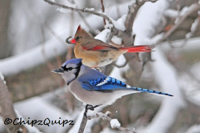 Chipz' Quipz: Cardinal and Blue Jay