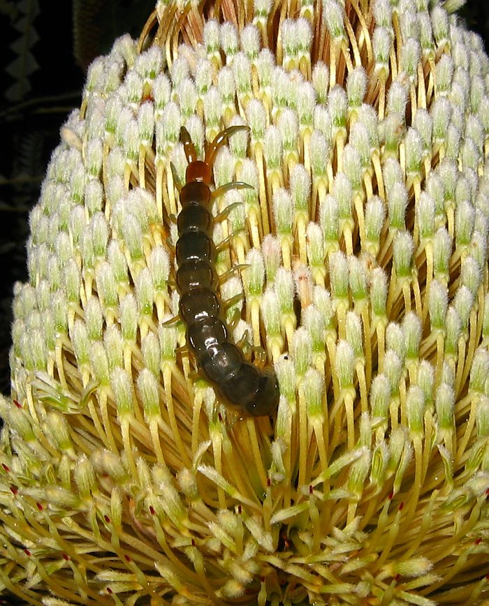 Esperance Fauna: Scolopendridae - Cormocephalus sp.