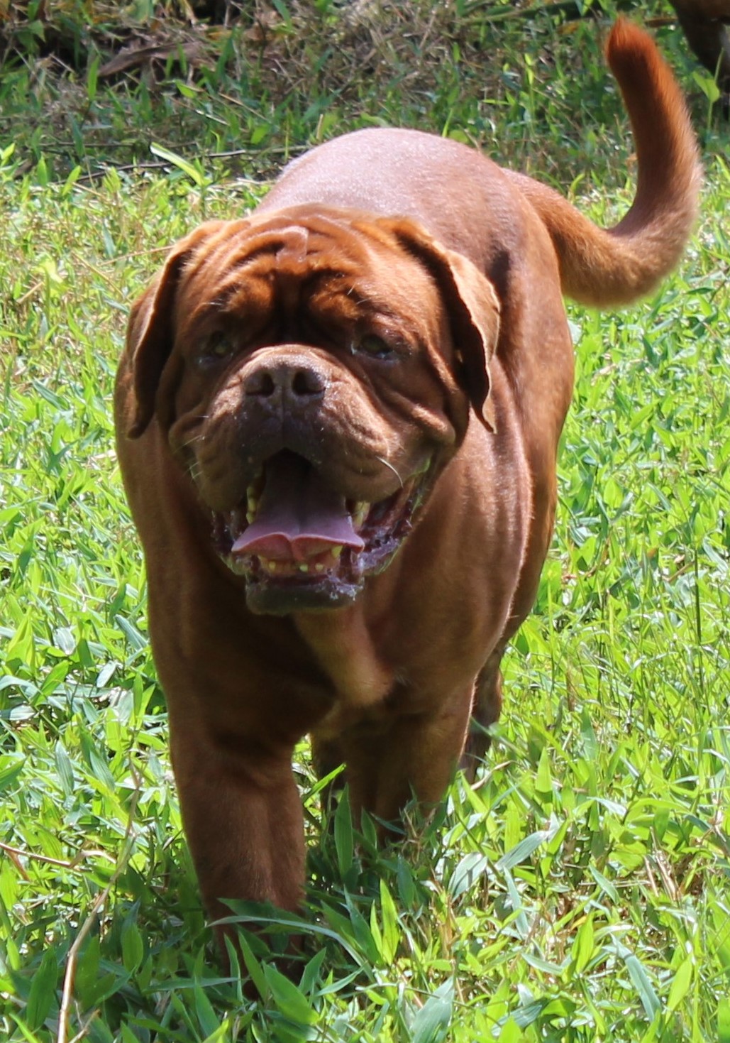 Canil Molosso do Jacarandá - Dogue de Bordeaux: Molosso do Jacarandá Connie