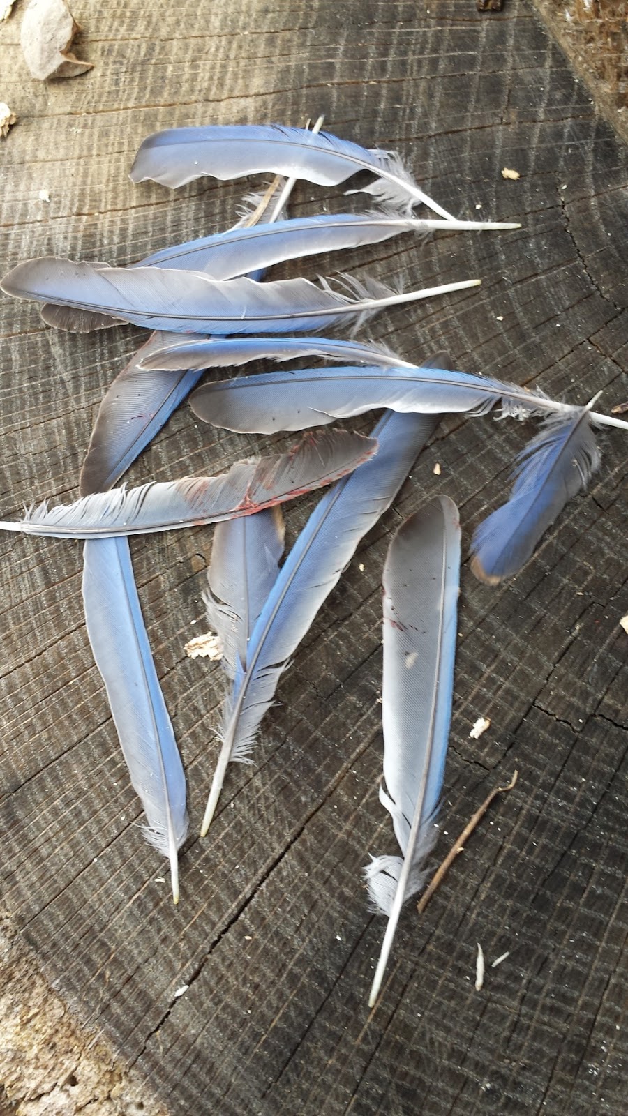 Divinebunbun's Rugged Rural Missouri: Every Feather Tells a Story