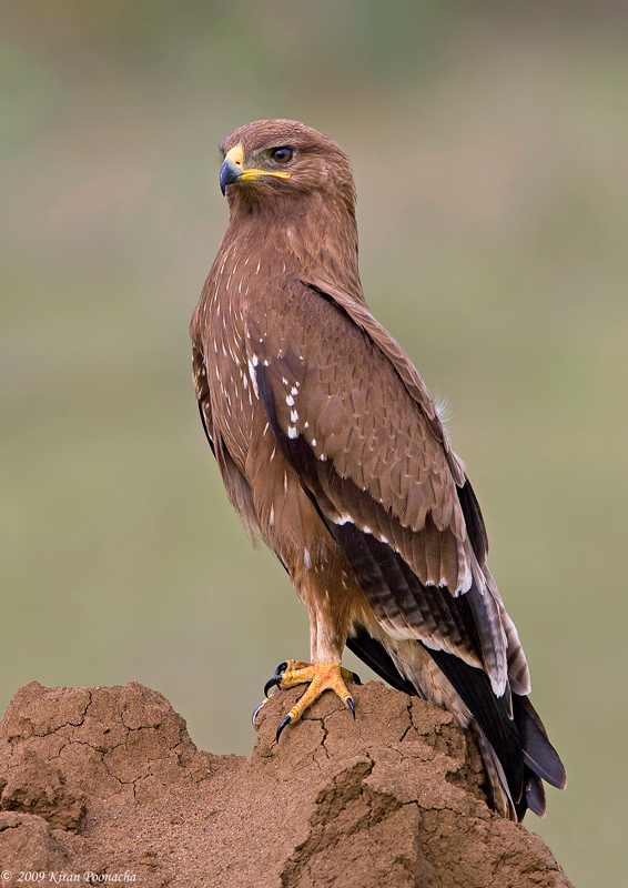Spreebird wildlife: EAGLES OF PAKISTAN