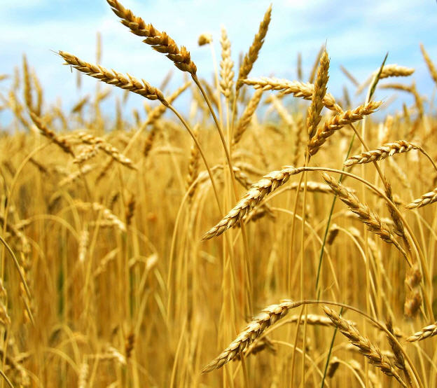El espiritu de las plantas: Pan de centeno