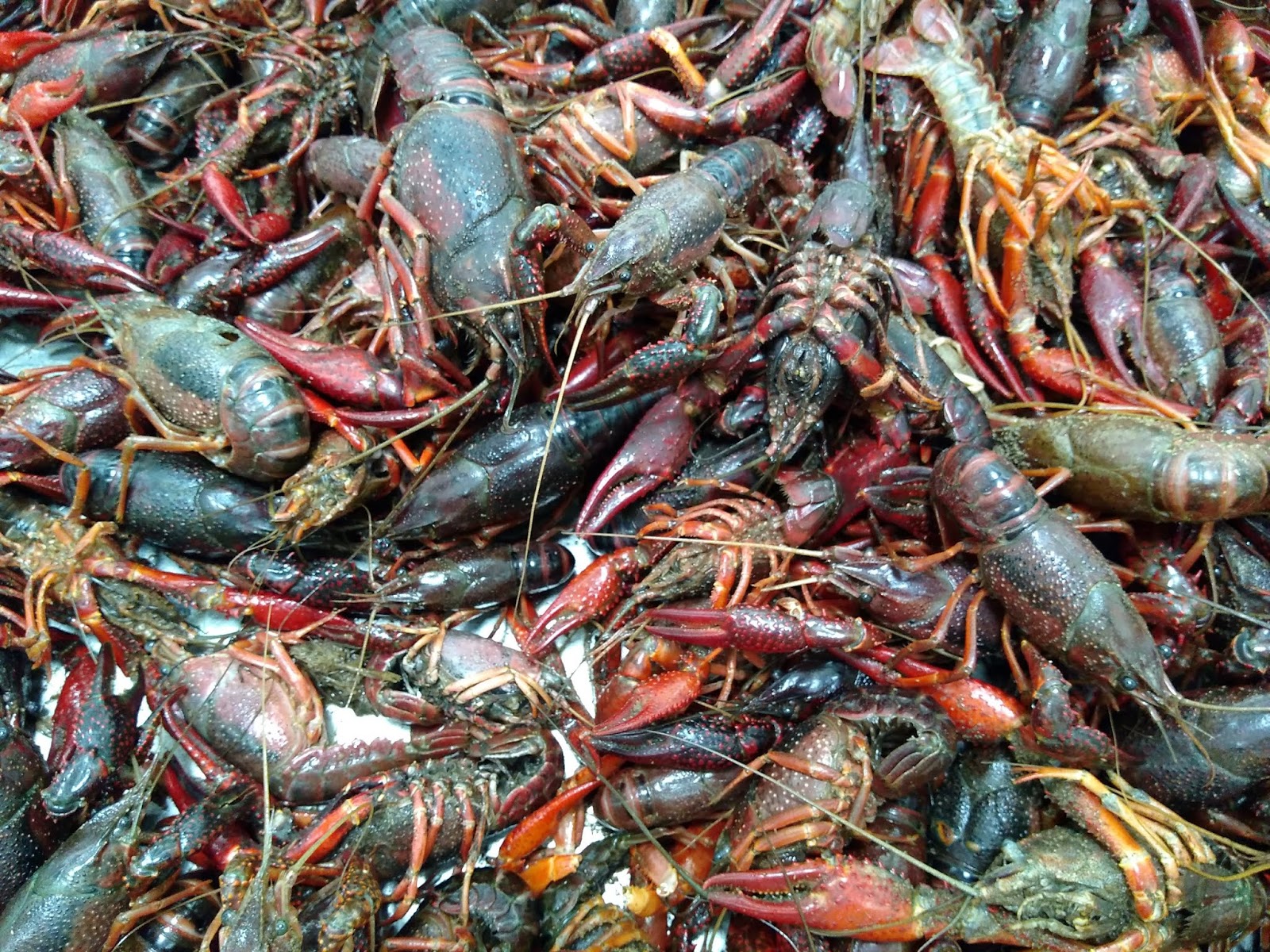 Living Rootless: August 2018