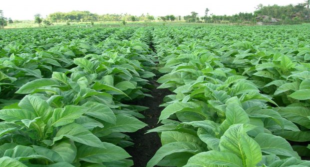 PENGENDALIAN PENYAKIT TANAMAN TEMBAKAU ~ iGoy's Blog