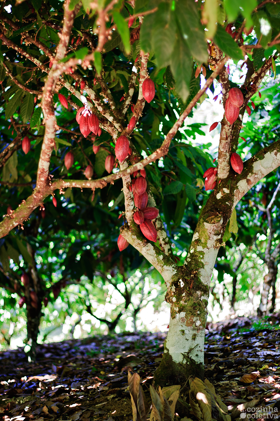 Fazendas de Cacau na Bahia e Fábrica da Mendoá Chocolates