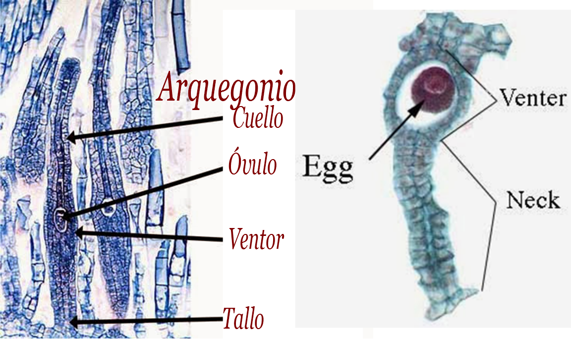 Ciencias de Joseleg: 4 REPRODUCCIÓN Y CICLO DE VIDA DE LOS MUSGOS Y ...