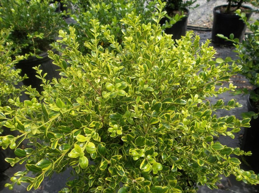 Future Plants by Randy Stewart: Boxwoods