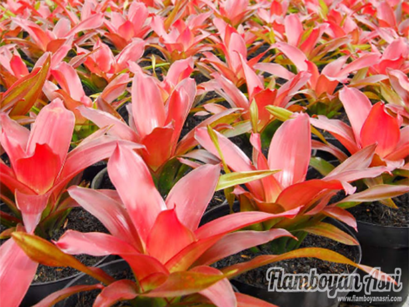 5 Tips Cara Menanam dan Merawat Bromelia - TUKANG TAMAN SURABAYA