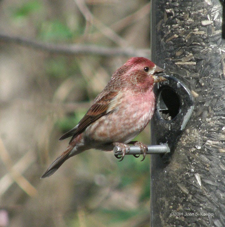 Anybody Seen My Focus?: Purple Finches (Carpodacus purpureus): Welcome ...