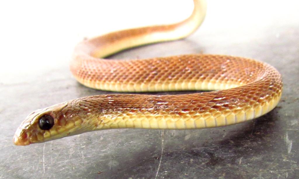 Dangerous of Wild Animals: Season of Snakes - Rain is the cue