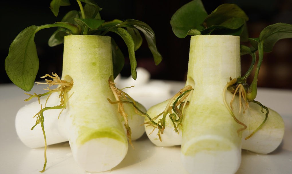 TetraPOT uses mangroves to grow a greener sea defense system