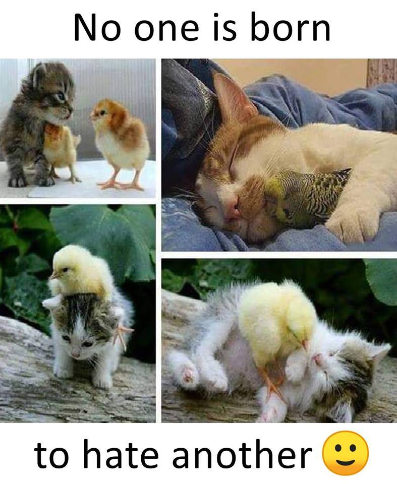 No one is born to hate another - Stop Hating meme