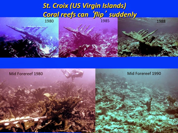 Antilles 2013 - 2014: Life, Death and Rebirth of a Coral Reef ...