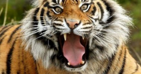 Saturday Poems : My Pet Tiger!