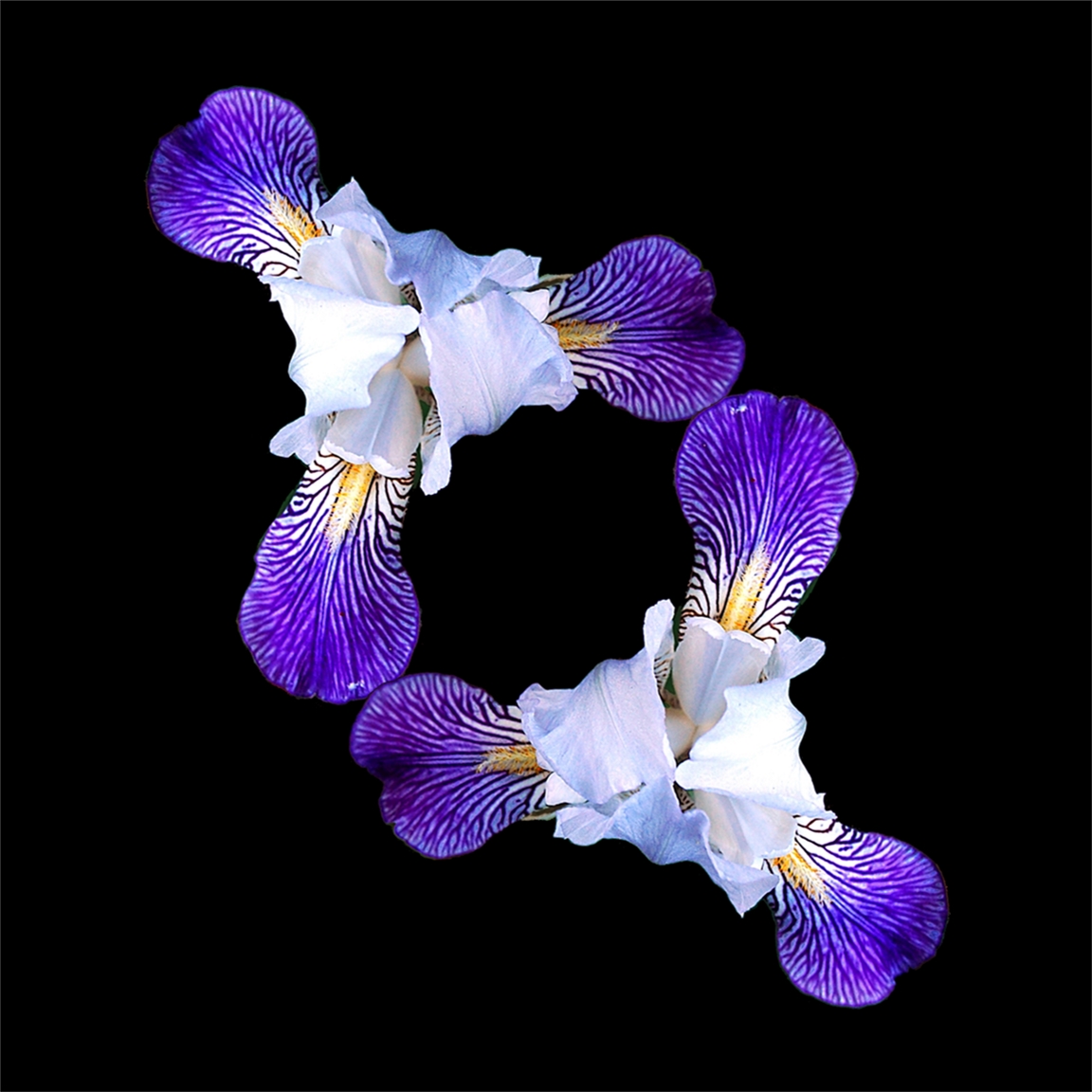 Capadia Designs: Iris Images