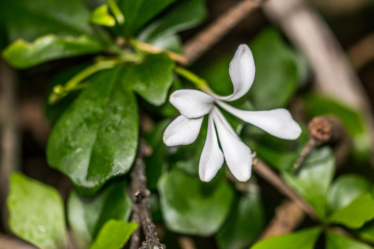 Pondoland C.R.E.W. Blog: Flowering now (November 2016)