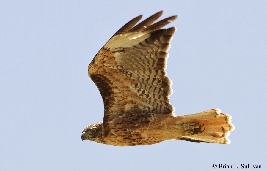 Raptor Identification and Photography: Ageing Adult Red-tails by Tail ...