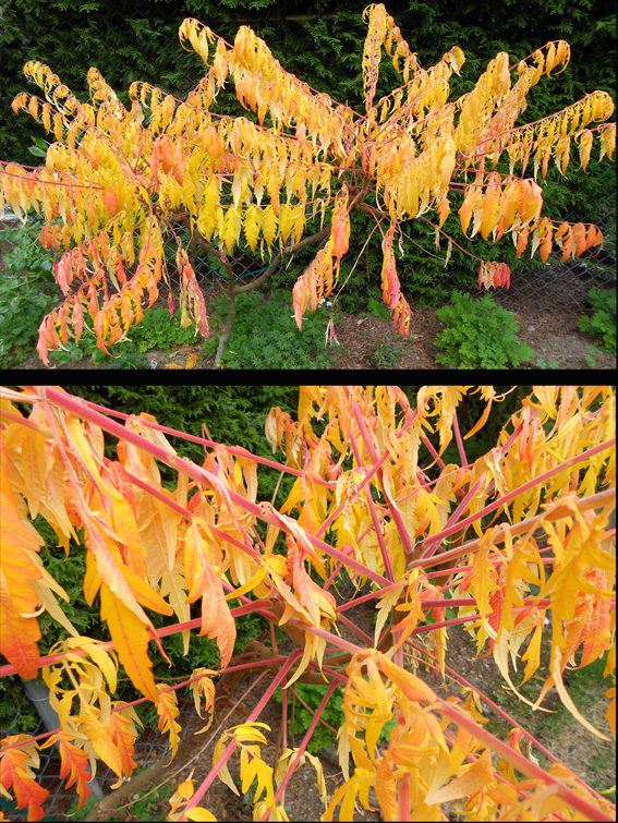 My Petal Press Garden Blog: Tiger Eyes Sumac Fall Color