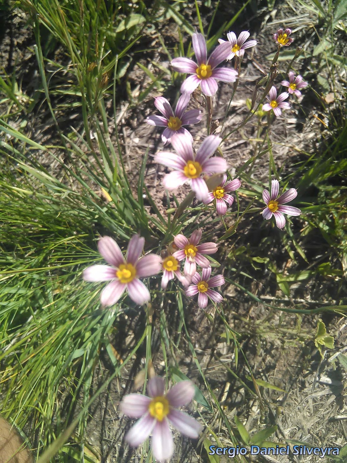 Flora Nativa de Entre Rios