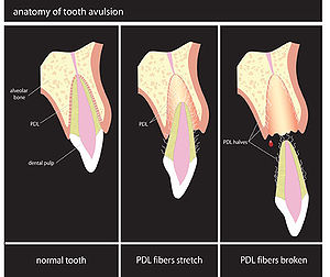 Dental Dominion: International Association of Dental Traumatology ...