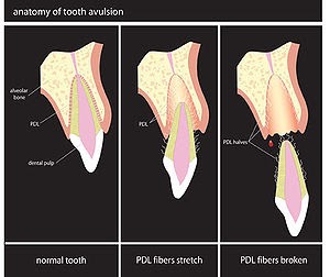 Dental Dominion: International Association of Dental Traumatology ...