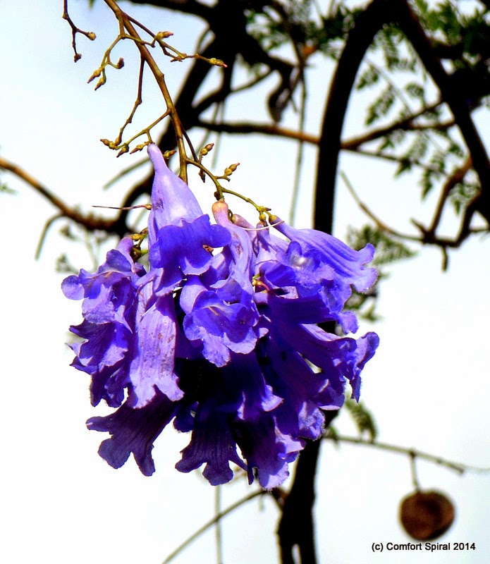 Comfort Spiral: Jacaranda