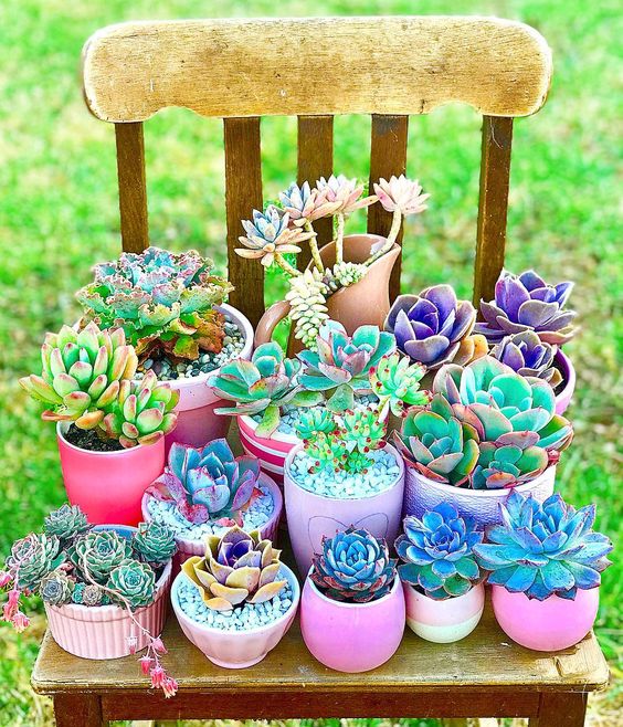 Stunning Succulent Collections That Will Make You Want Them | Do it ...