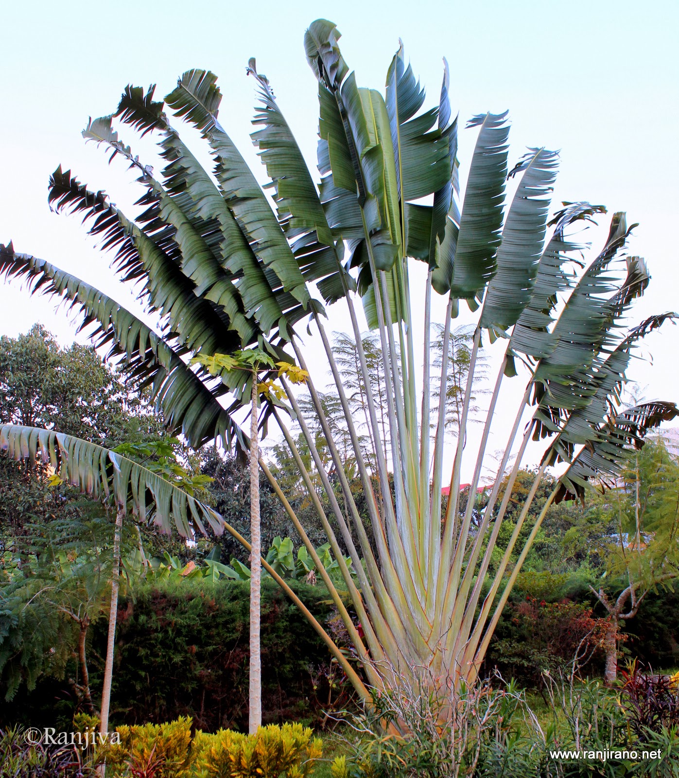 De l'utile à l'agréable - Le majestueux Ravinala [Arbre de voyageur ...
