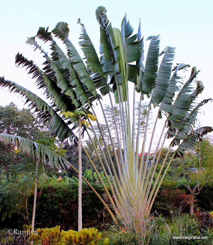 De l'utile à l'agréable - Le majestueux Ravinala [Arbre de voyageur ...