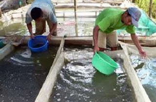 Tahap-Tahap Cara Budidaya Cacing Sutra di Kolam Terpal Dengan Tepat