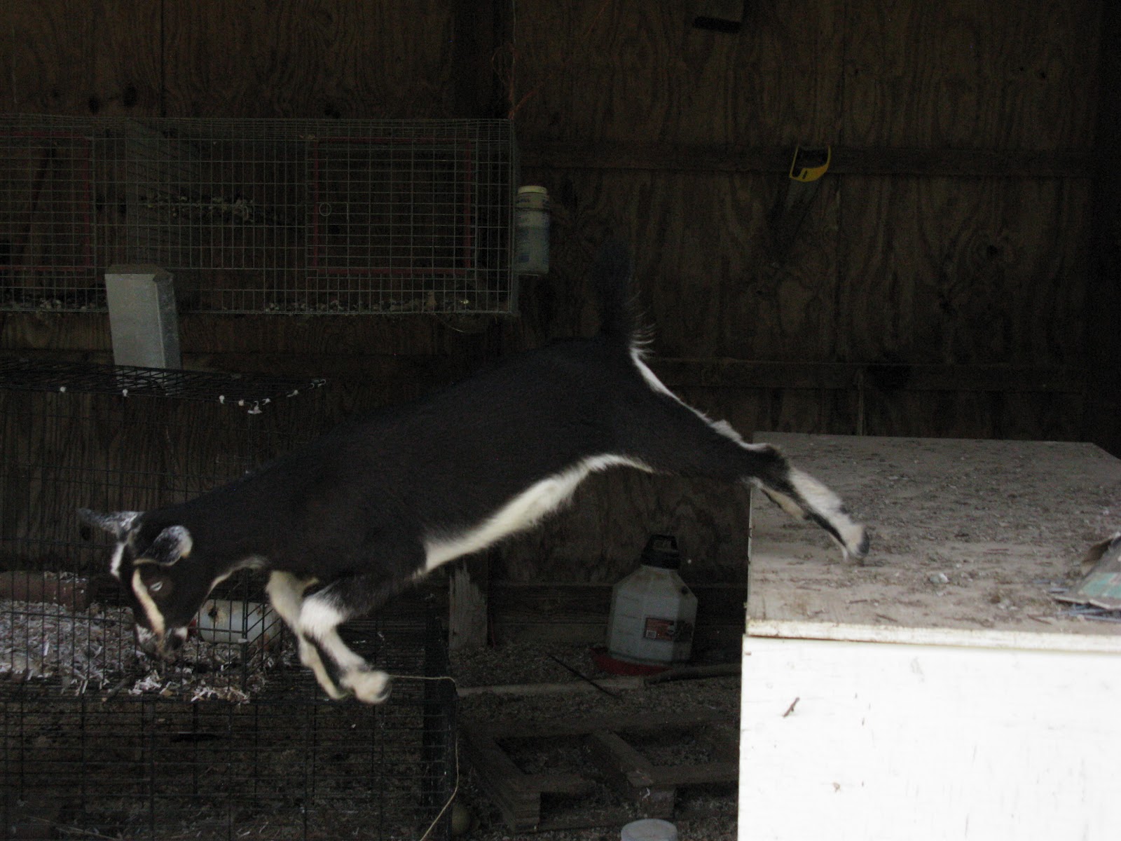 Goaty Goats! | Farmstead Adventures