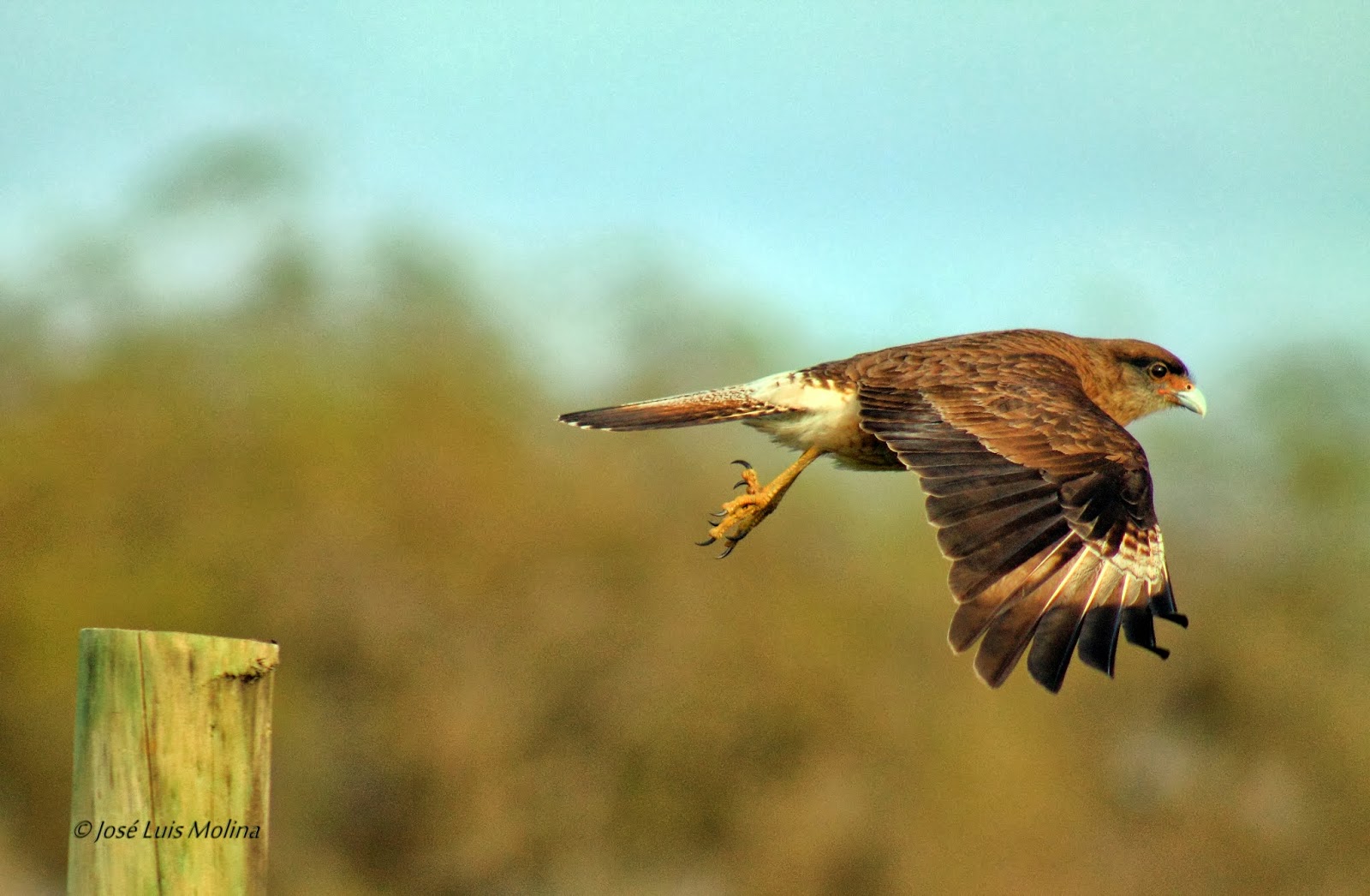 Aves de la VIII Region del Bio Bio: Tiuque