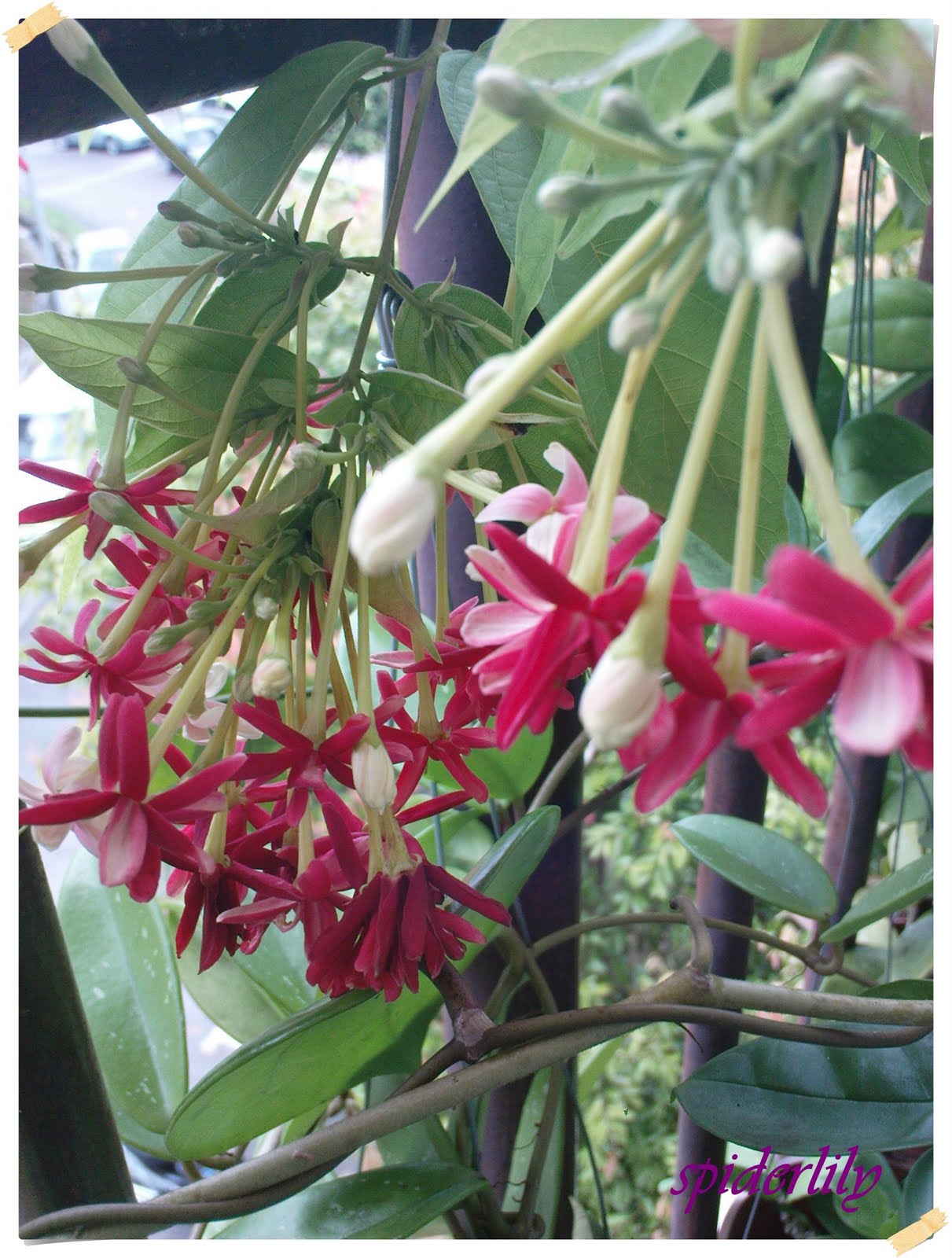 MAWAR & ROSE: Bunga wangi dilamanku..