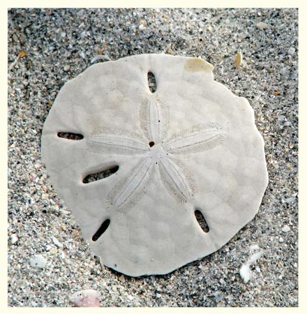 The Art Of Seashell Hunting