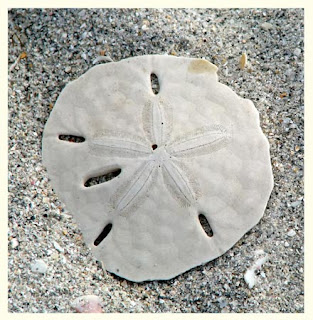 The Art Of Seashell Hunting