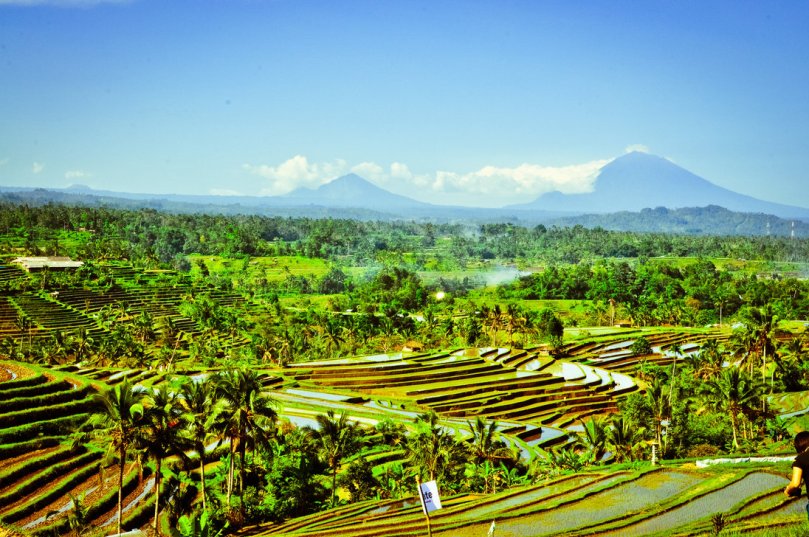 COOKING CLASS IN UBUD: What is Subak irigation in Bali???