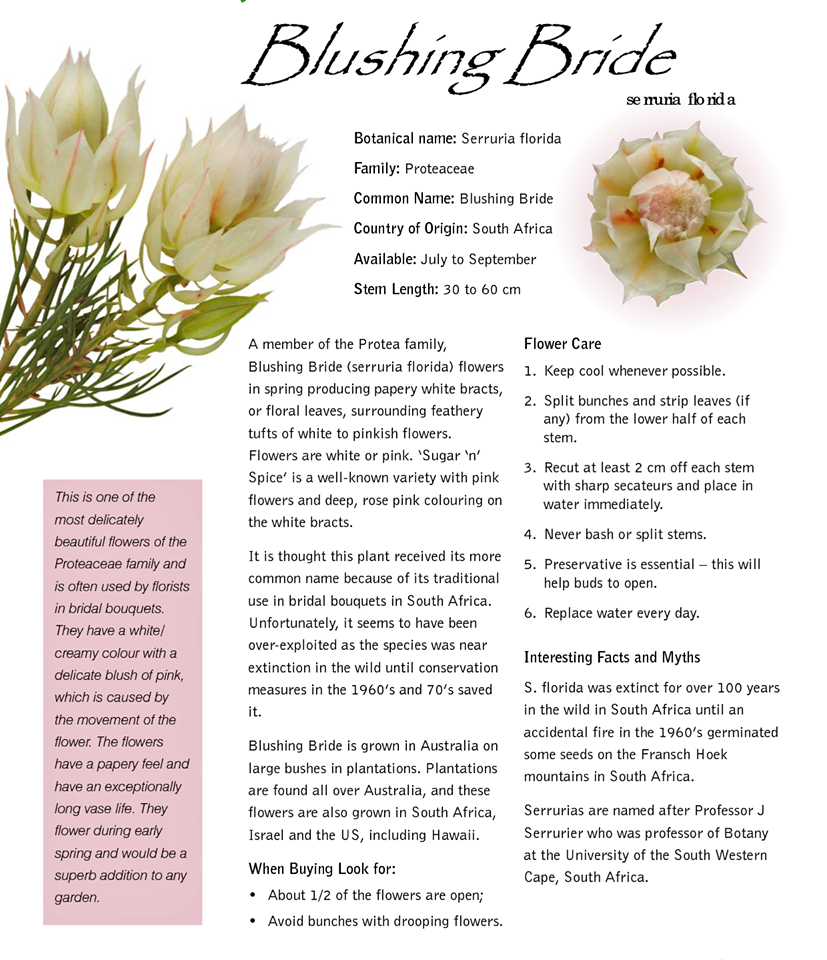 Floral Ambiance by Deborah Di Bella AIFD: Blushing Bride